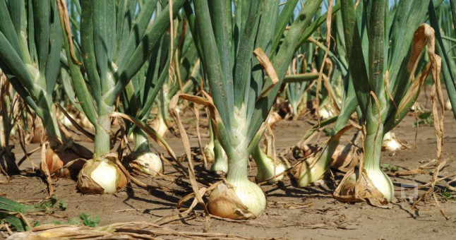 Soğan Ne Zaman Ekilir? – Ekilir Net